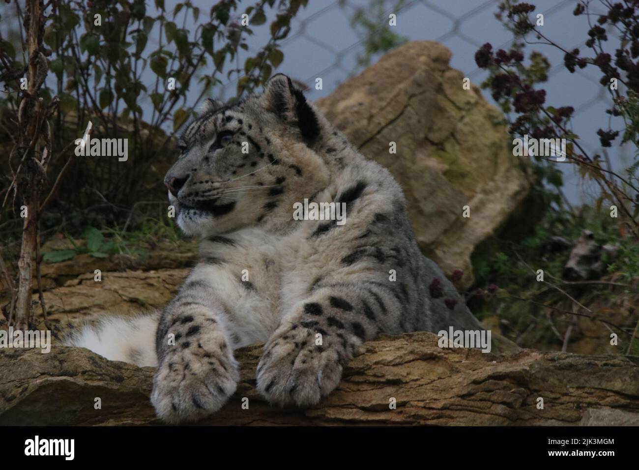 A beautiful snow leopard Stock Photo - Alamy