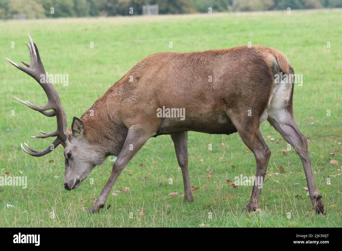 Red Deer Stag eating grass Stock Photo - Alamy