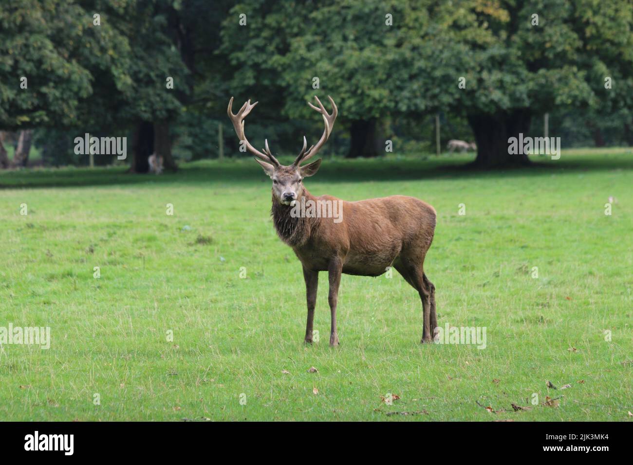 Beautiful Red Deer Stag at Calke abbey Stock Photo - Alamy