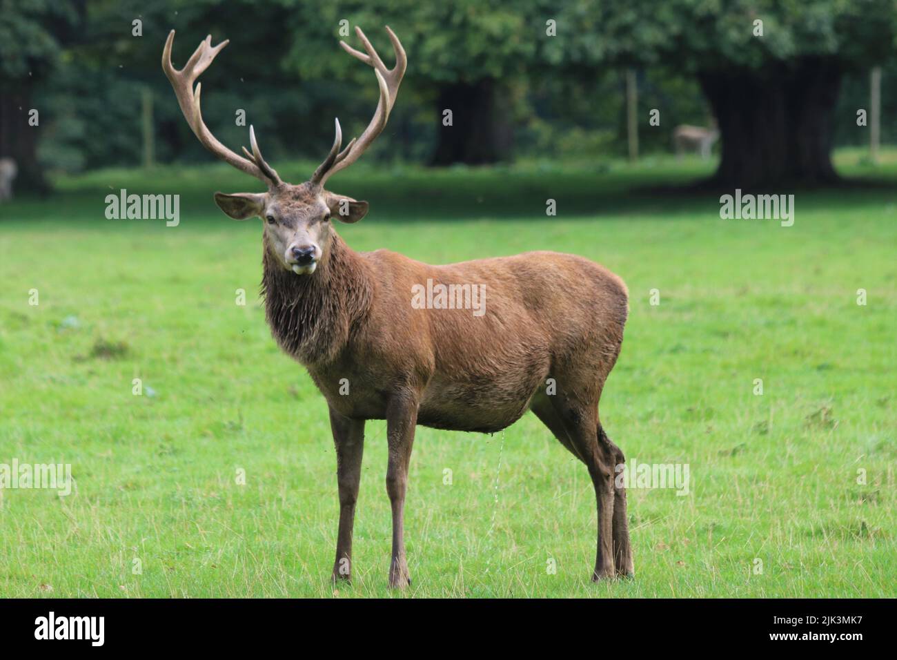 Big nose deer hi-res stock photography and images - Alamy