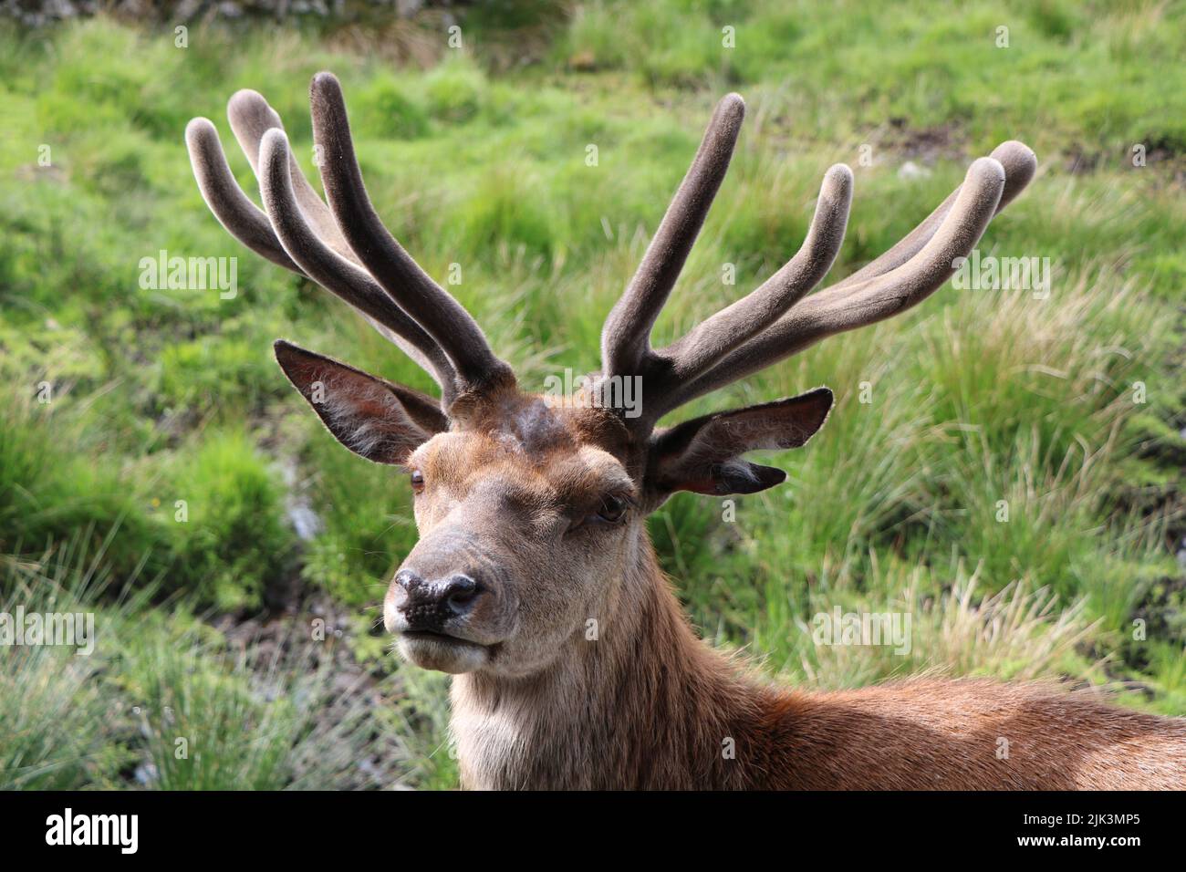 Red stag scotland june hi-res stock photography and images - Alamy