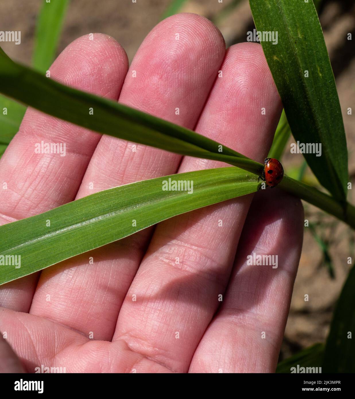 Close-up of a human hand holding a tiny ladybug and the leaves of a ...