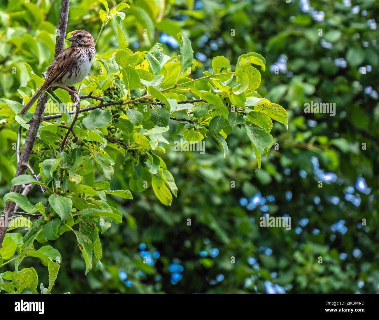 Buckthorn tree hi-res stock photography and images - Alamy