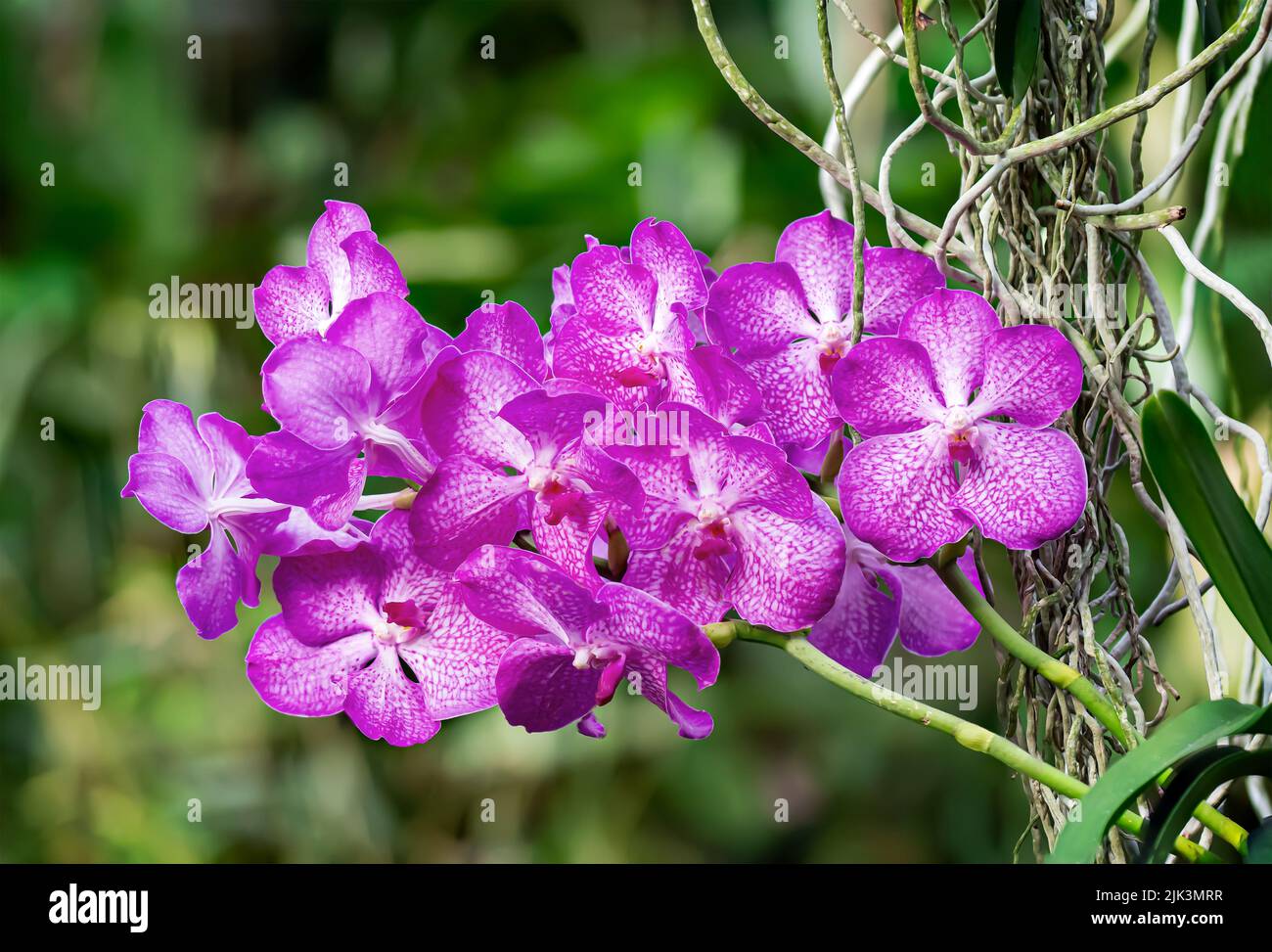 Orchid in the forest hi-res stock photography and images - Alamy