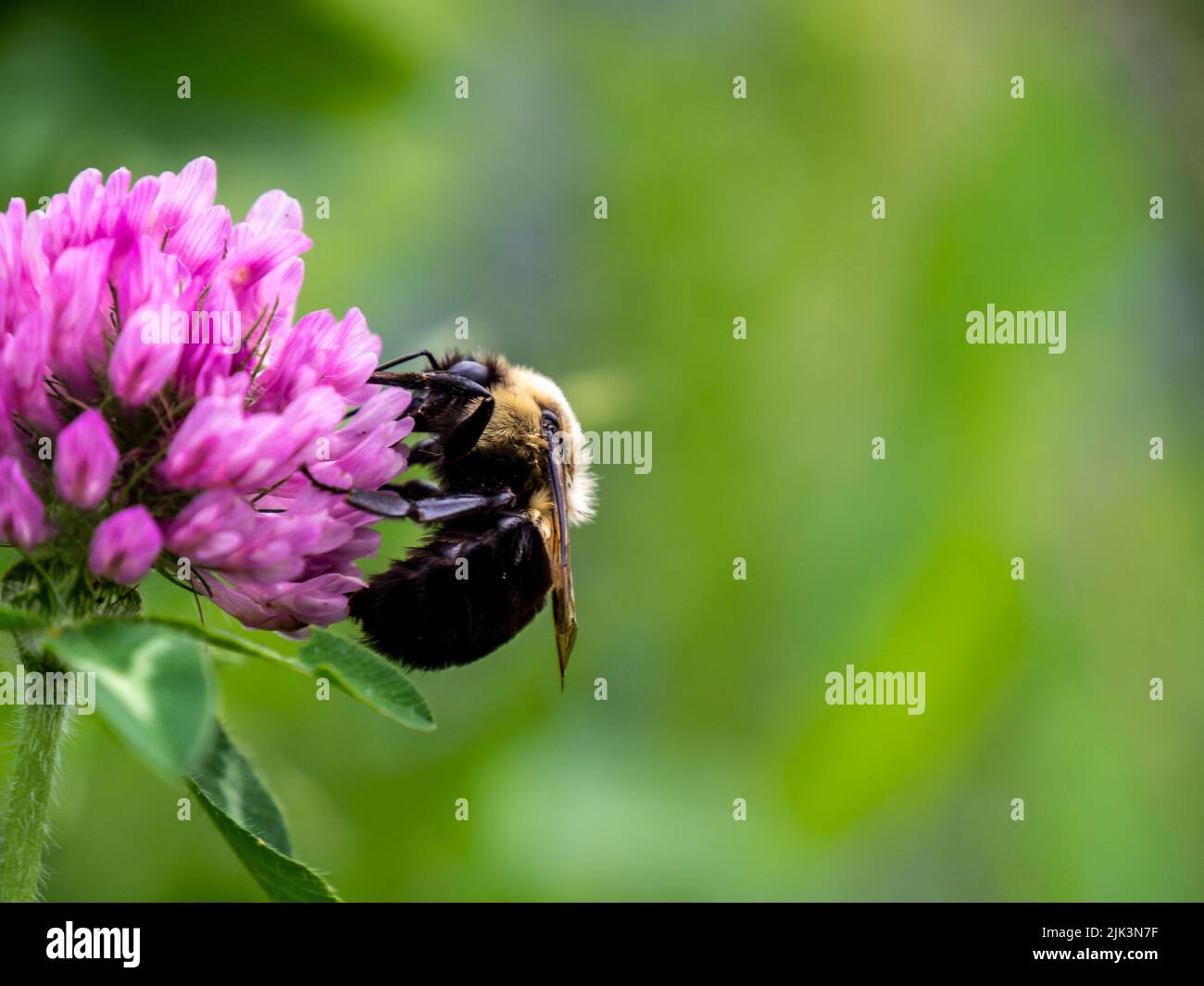Red clover bee hi-res stock photography and images - Alamy