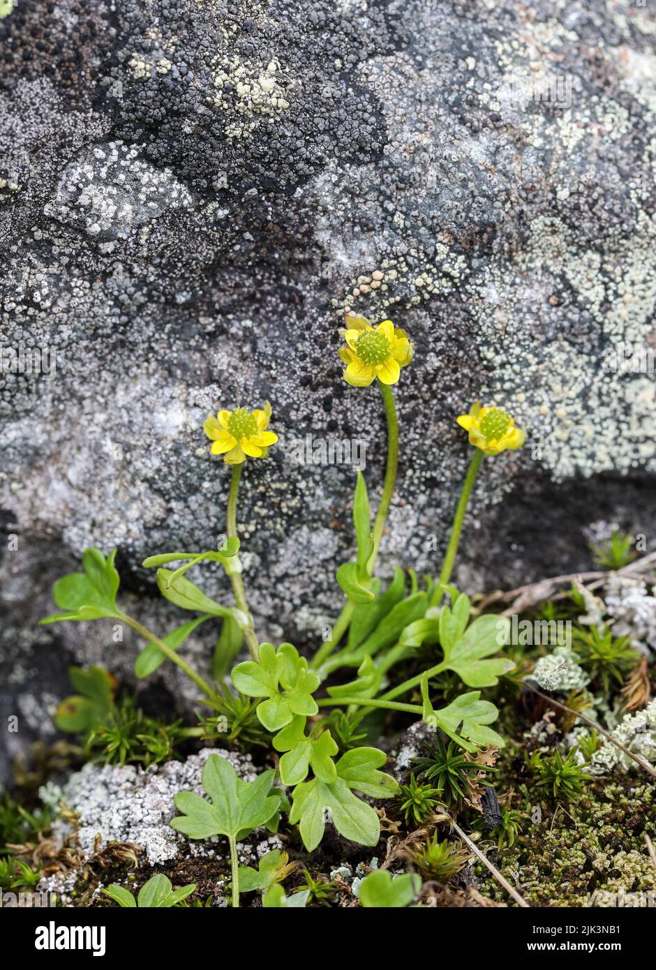 Alpine buttercup hi-res stock photography and images - Alamy