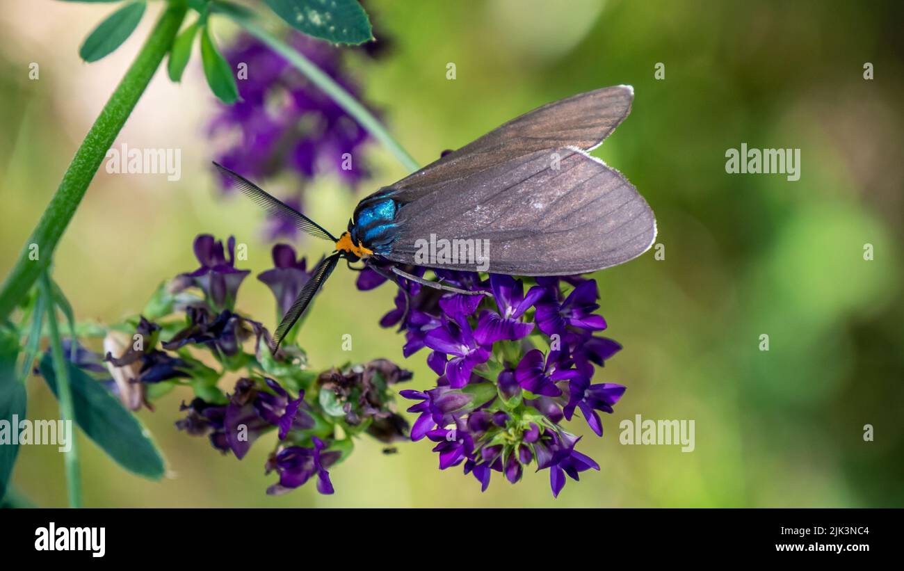 Close-up of a virginia ctenucha tiger moth collecting nectar from a ...