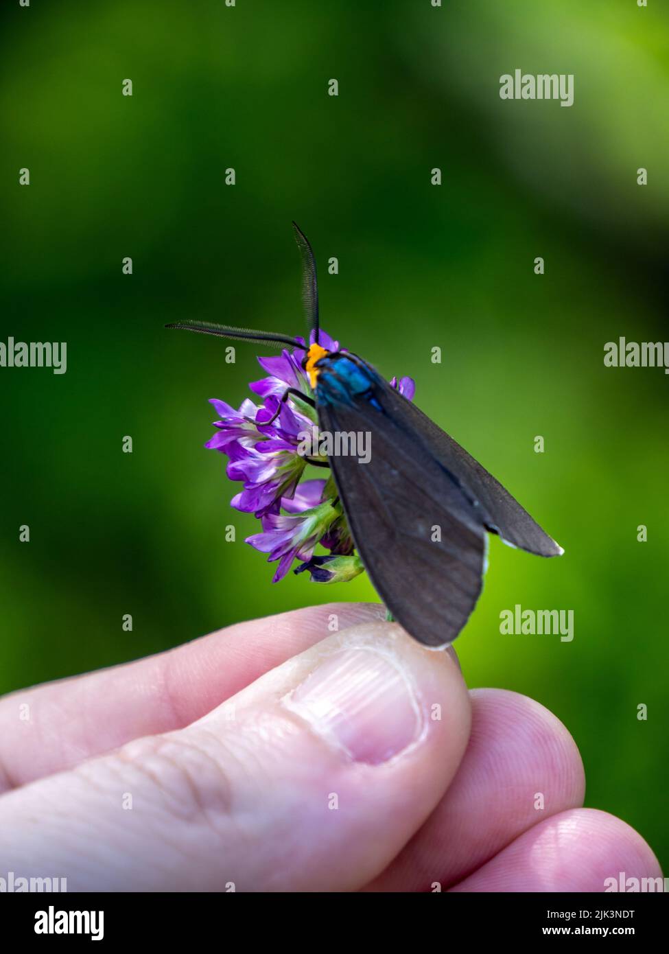 Alfalfa butterfly hi-res stock photography and images - Alamy