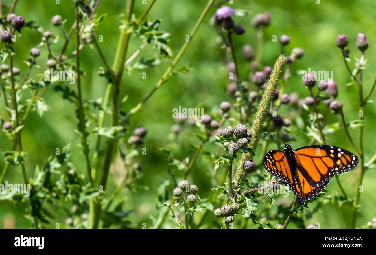 Monarch butterfly resting on flower hi-res stock photography and images ...