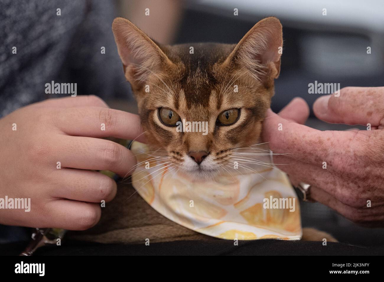 30 July 2022, Lower Saxony, Göttingen: Cat "Buffer" is petted in the ...
