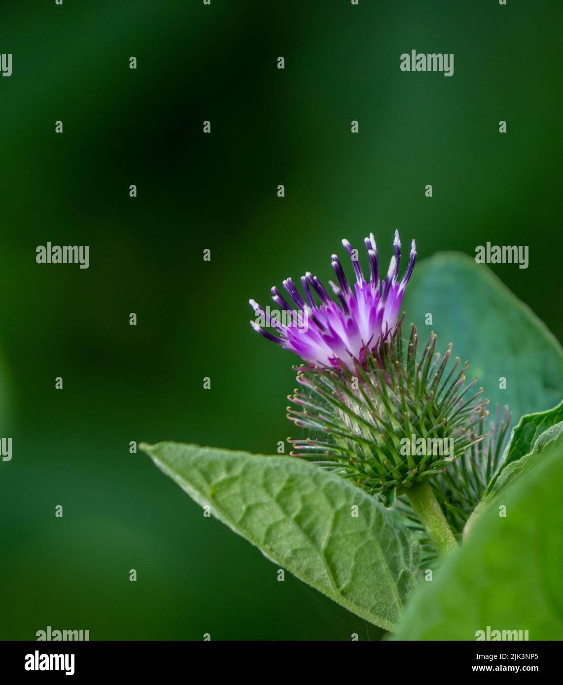 Burr plant hi-res stock photography and images - Alamy