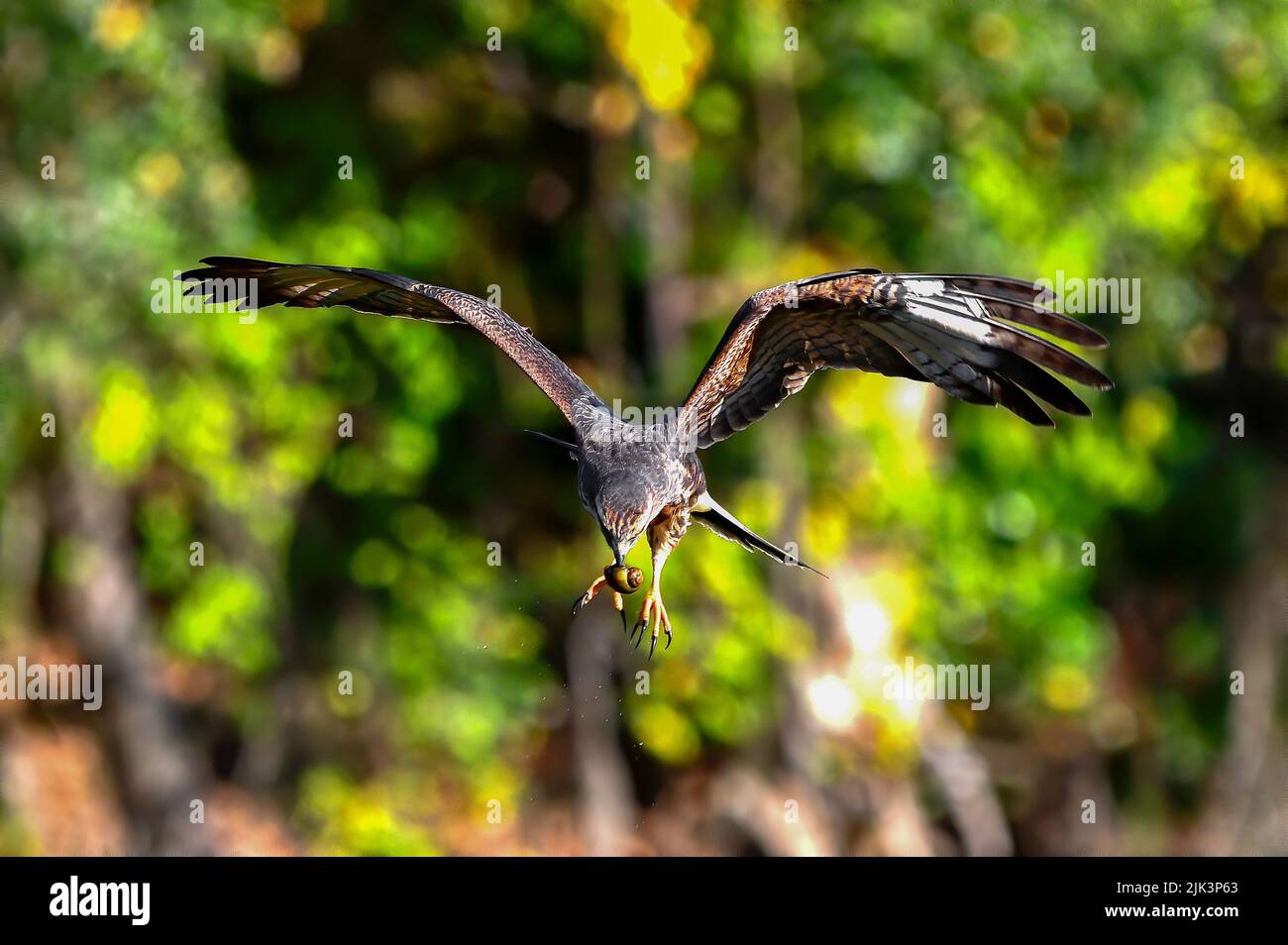 Snail kite rostrhamus sociabilis female hi-res stock photography and ...