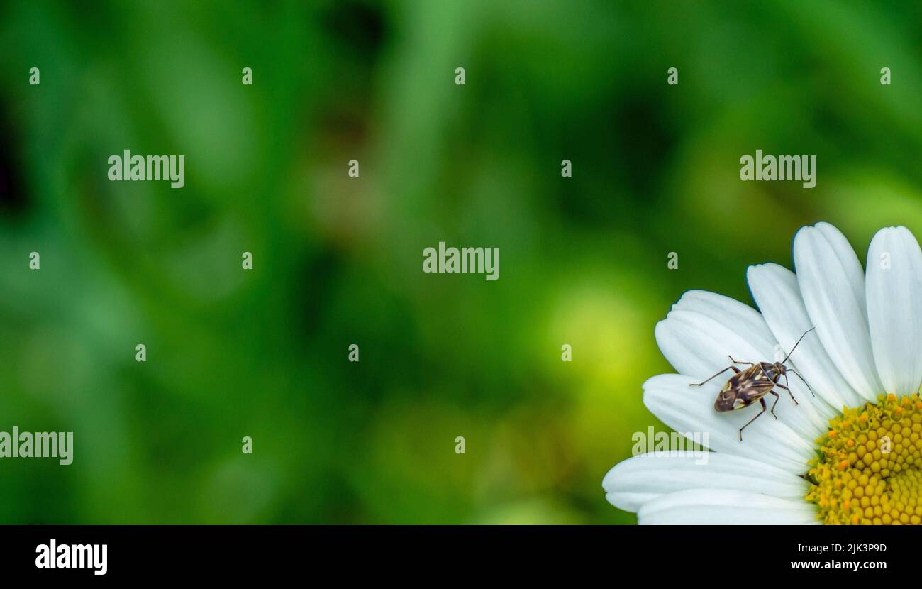 Close-up of a tarnished plant bug resting on the white flower petal of ...