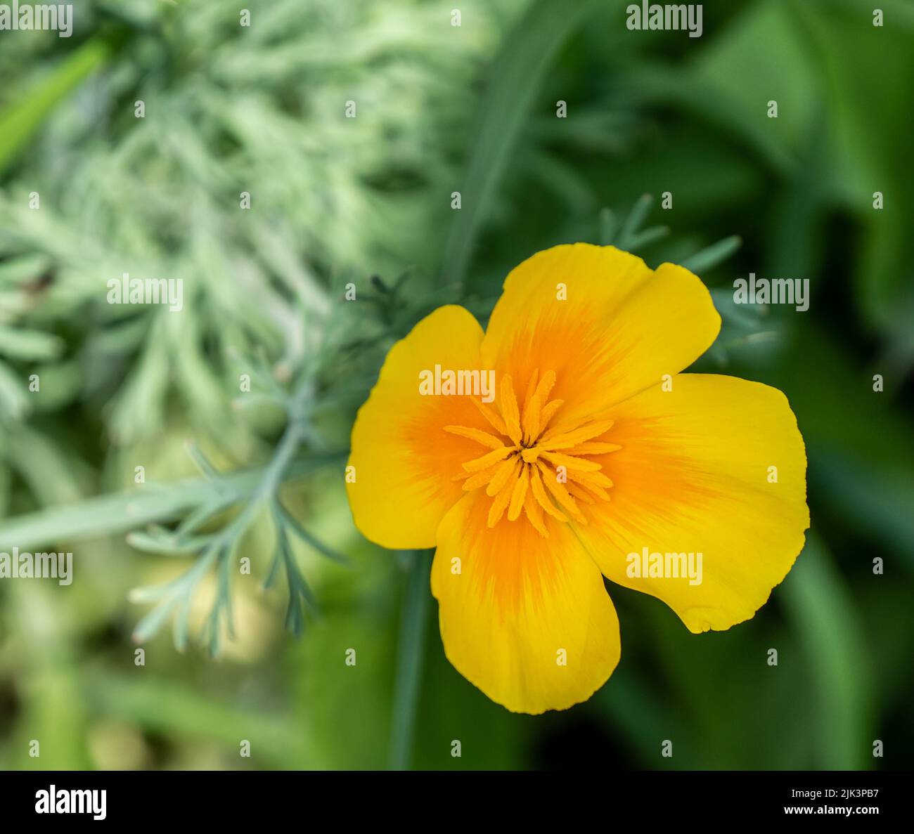 California poppy flower closeup hi-res stock photography and images - Alamy
