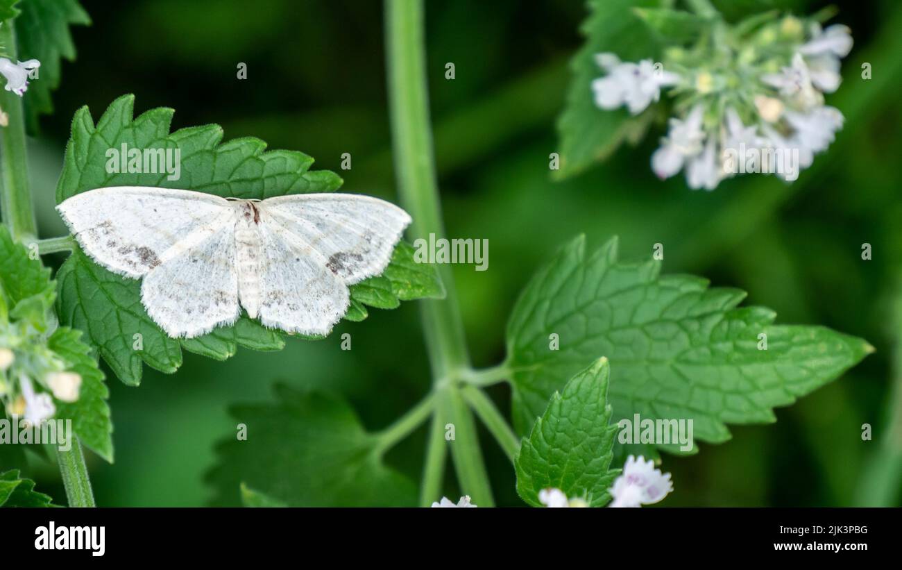 Catmint white hi-res stock photography and images - Alamy