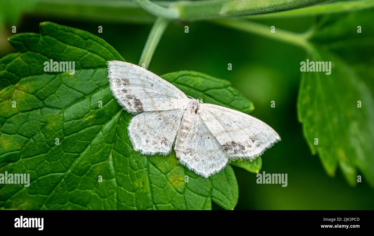 Close-up of a tiny white moth resting on the leaf of a catnip plant ...