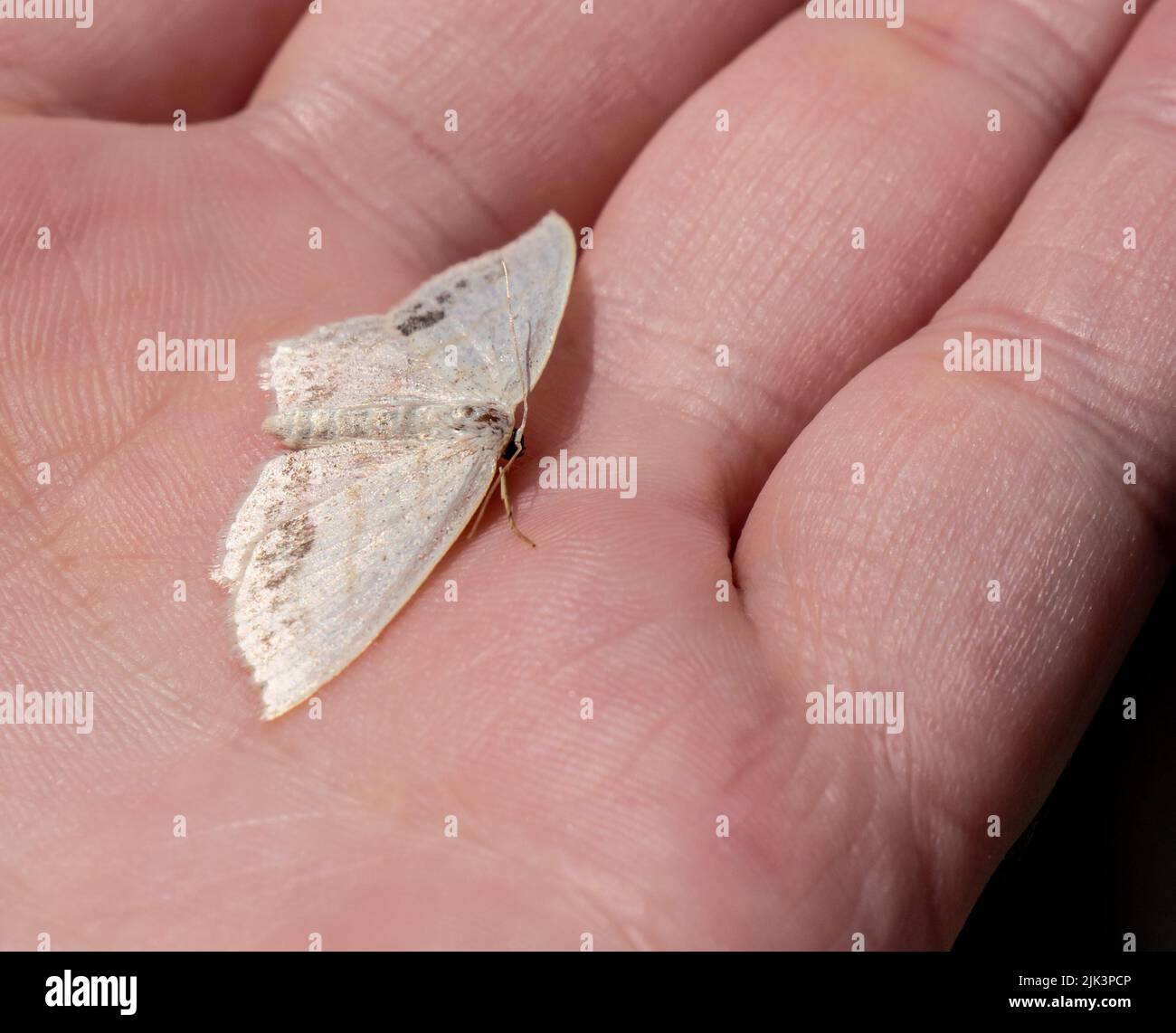 Close-up of a tiny white moth resting on a human hand with a blurred ...