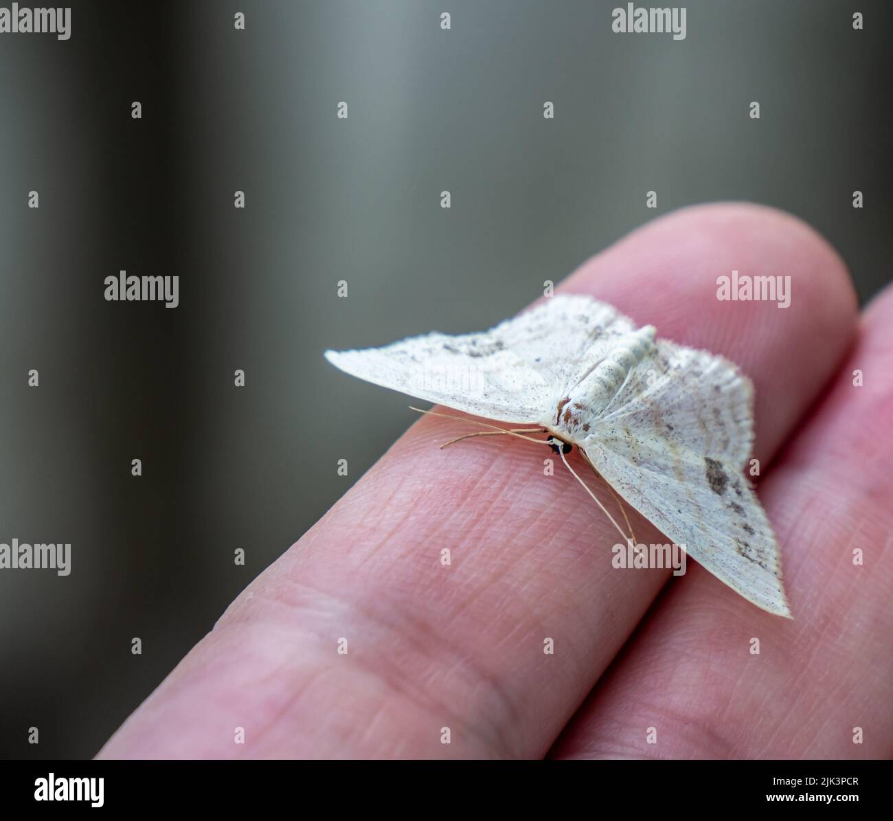 What Are The Little White Moths In My House at Benjamin Hutchison blog