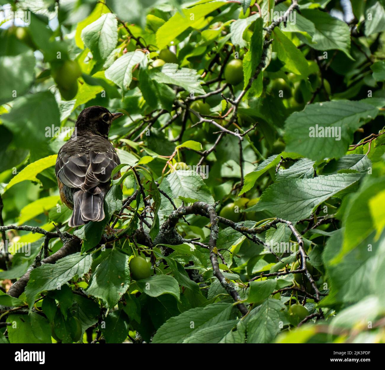 American robin beautiful bird hi-res stock photography and images - Alamy