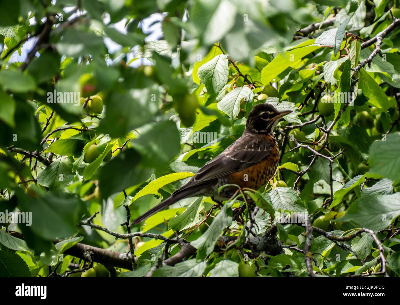 American plum tree hi-res stock photography and images - Alamy