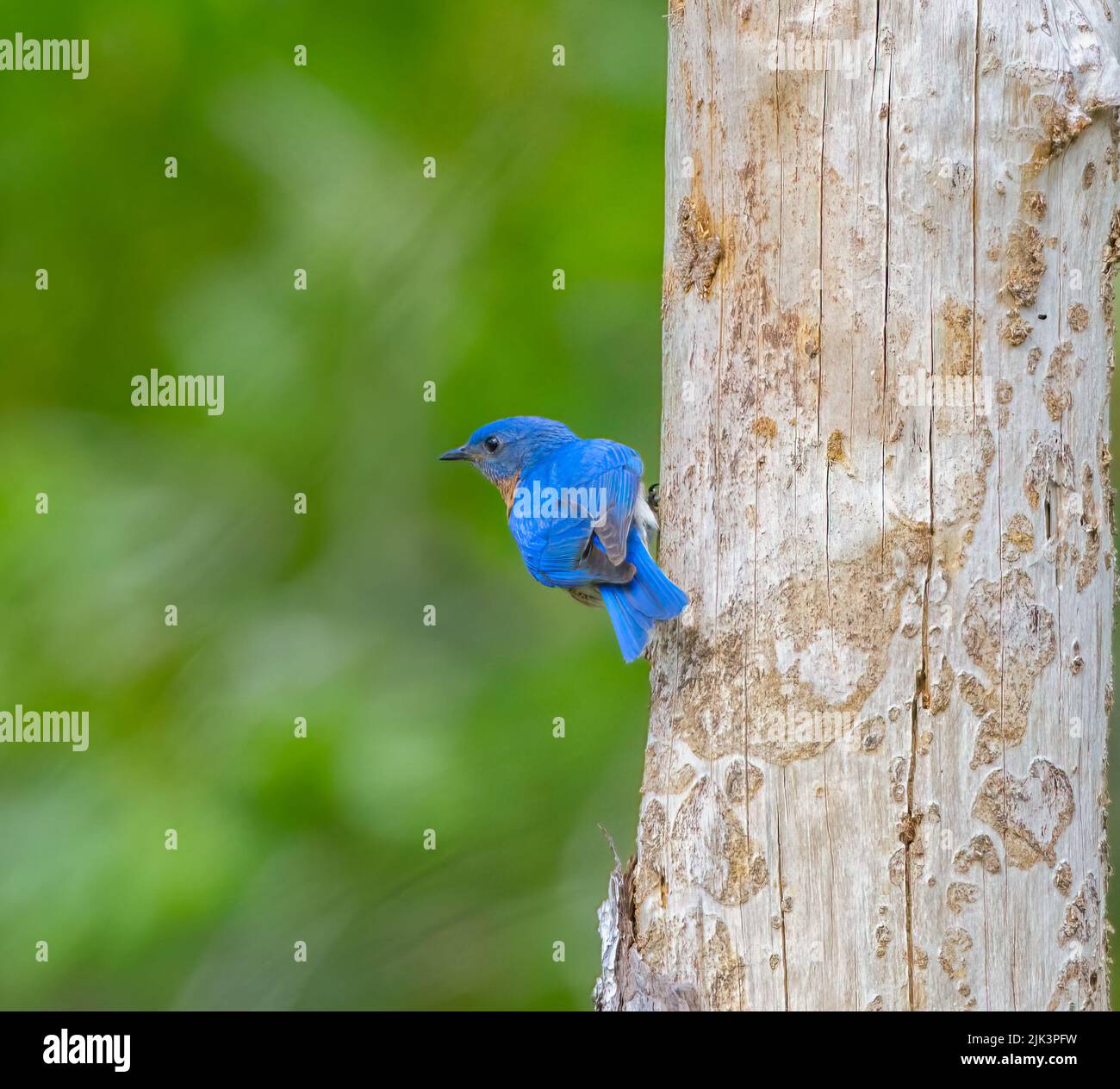 Songbird blue tree hi-res stock photography and images - Alamy