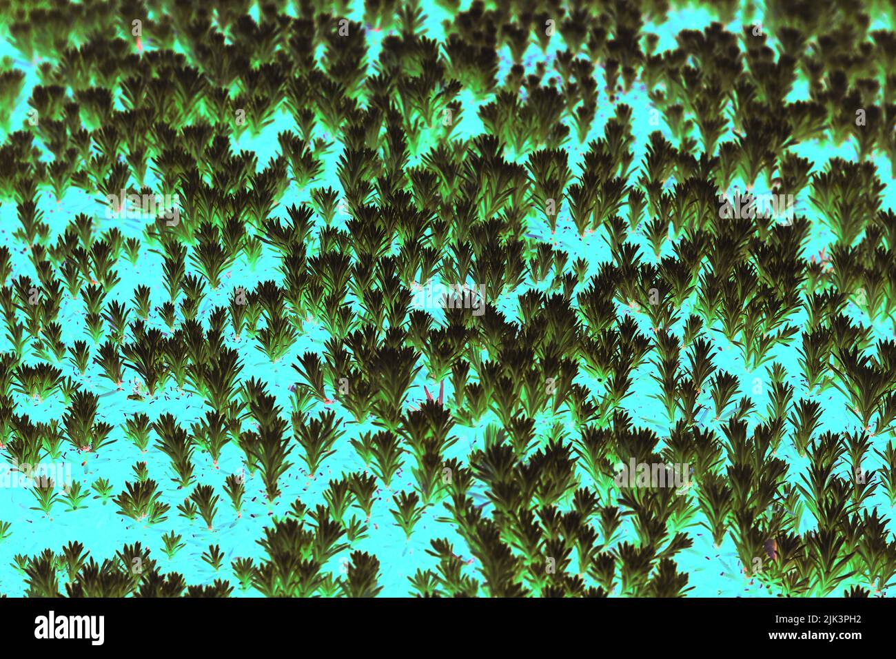 Gorgeous new growth pine needles on a conifer tree branch in a bright ...