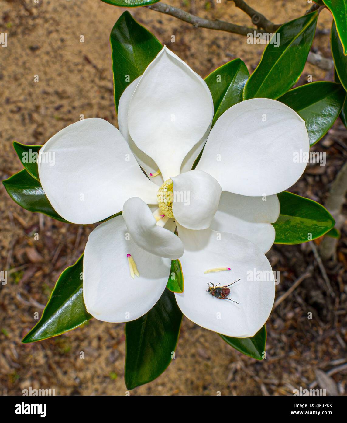Bull bloom hi-res stock photography and images - Alamy