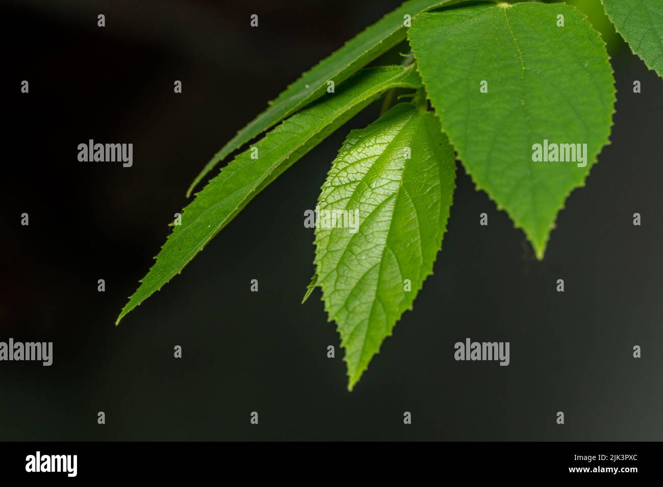 Close-up of green cherry leaves with a heart shape, jagged leaf edges ...