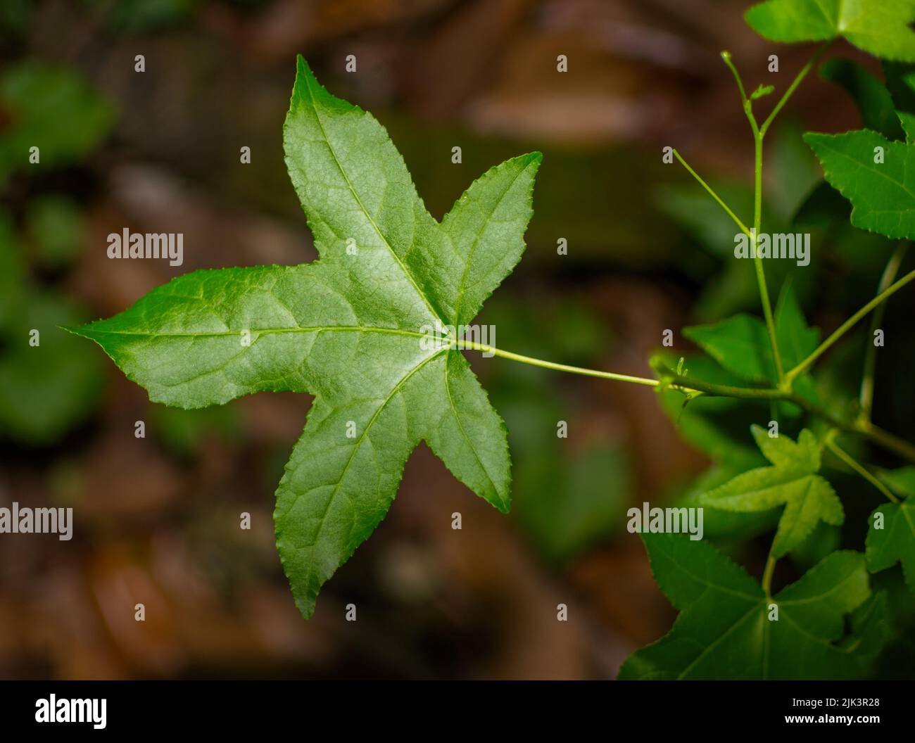 American sweet gum garden hi-res stock photography and images - Alamy