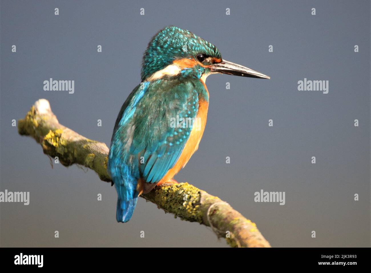 Kingfisher on a branch side view Stock Photo - Alamy