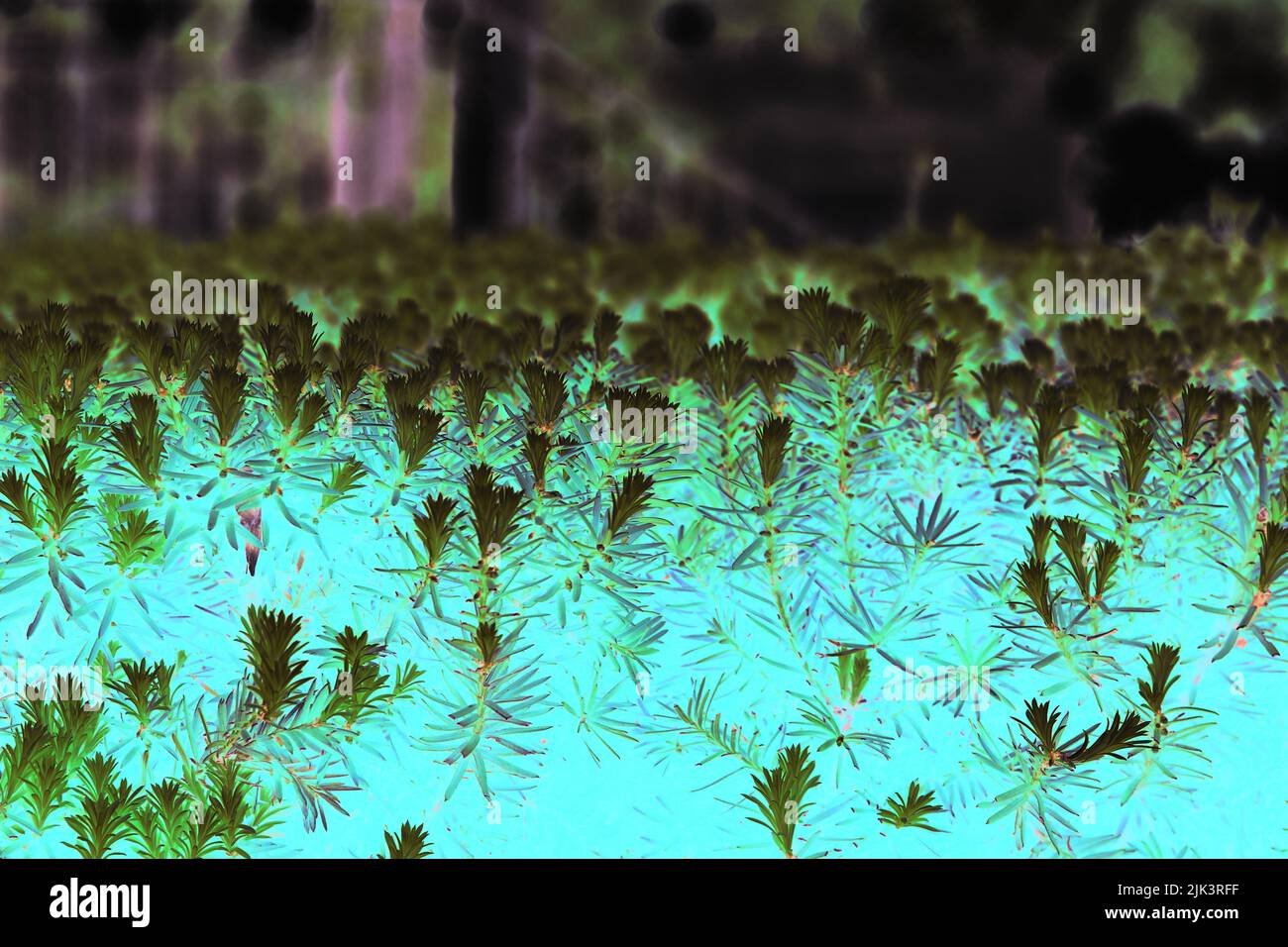 Gorgeous new growth pine needles on a conifer tree branch in a bright ...