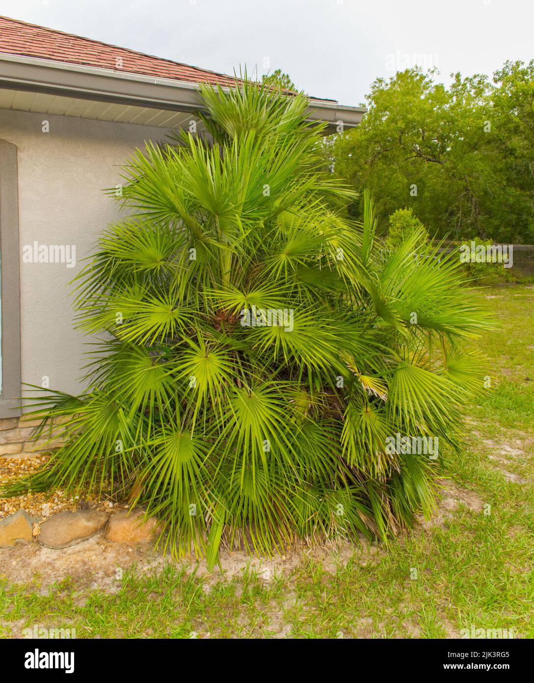 Dwarf palm chamaerops humilis hi-res stock photography and images - Alamy