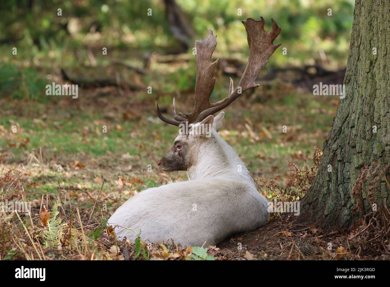 White Fallow Deer Stag Resting Stock Photo - Alamy