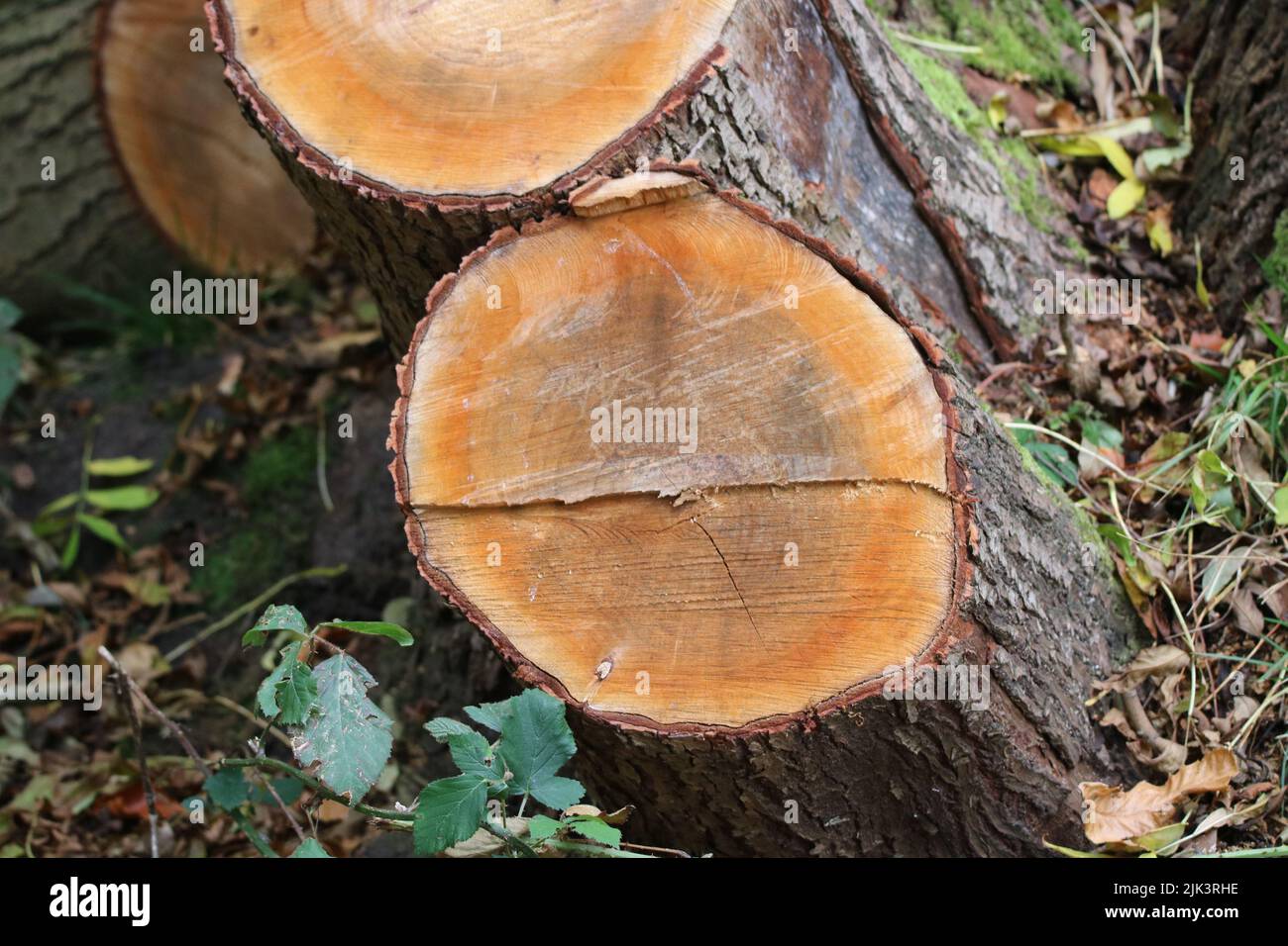 Fresh cut logs Stock Photo - Alamy