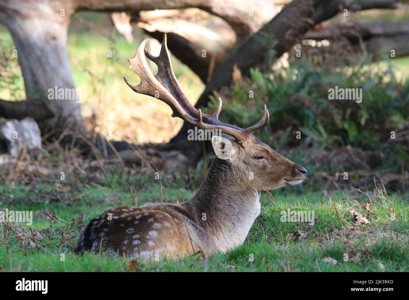 Brown Fallow deer stag resting Stock Photo - Alamy