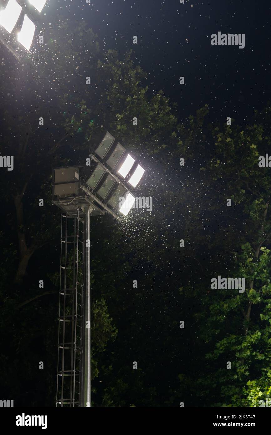 Swarm of insects and mosquitoes around the lamp of an electric ...
