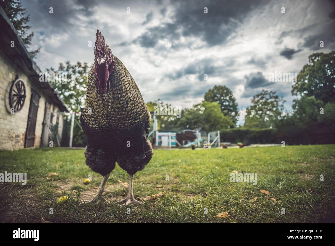 Rooster on backyard against farm building, dynamic rural scene Stock ...
