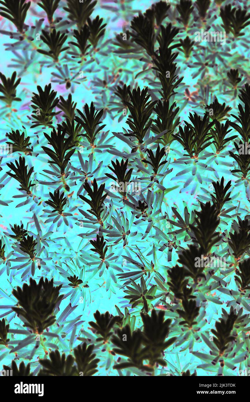 Gorgeous new growth pine needles on a conifer tree branch in a bright ...