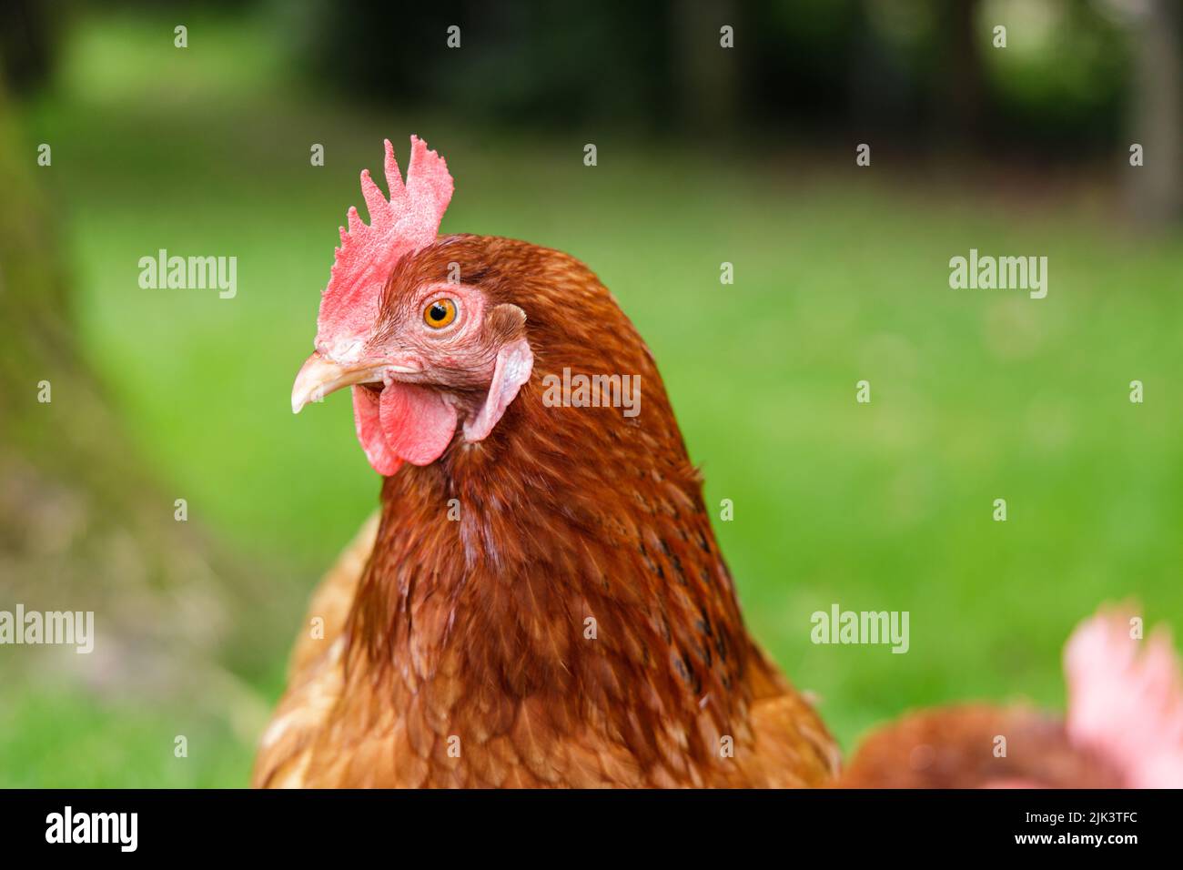 Rhode Island Red chicken closeup Stock Photo - Alamy