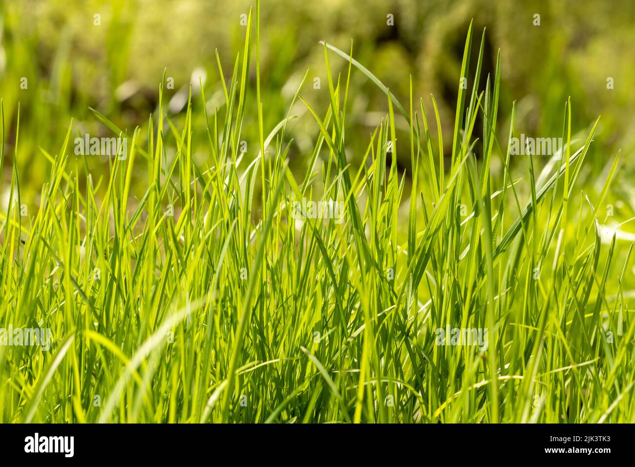 Nice spring green grass hi-res stock photography and images - Alamy