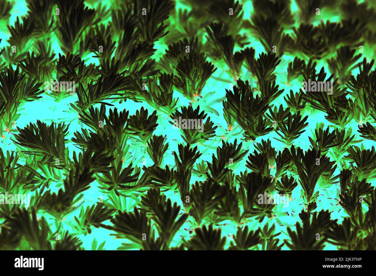 Gorgeous new growth pine needles on a conifer tree branch in a bright ...