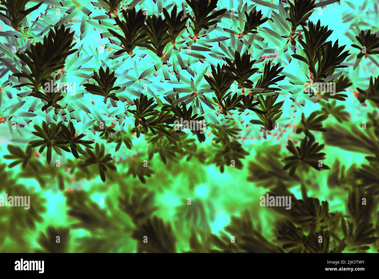 Gorgeous new growth pine needles on a conifer tree branch in a bright ...