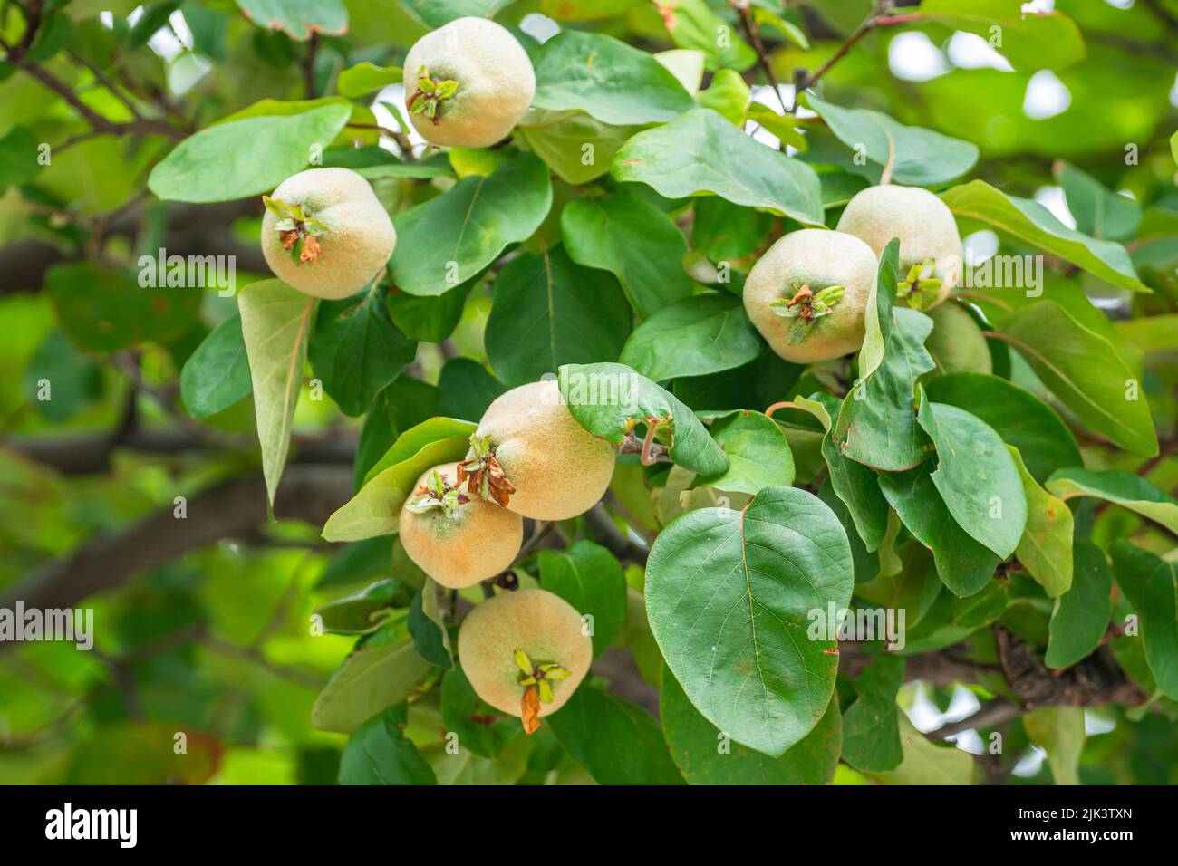 Small young not ripe fruits of quince on tree branch with green foliage ...