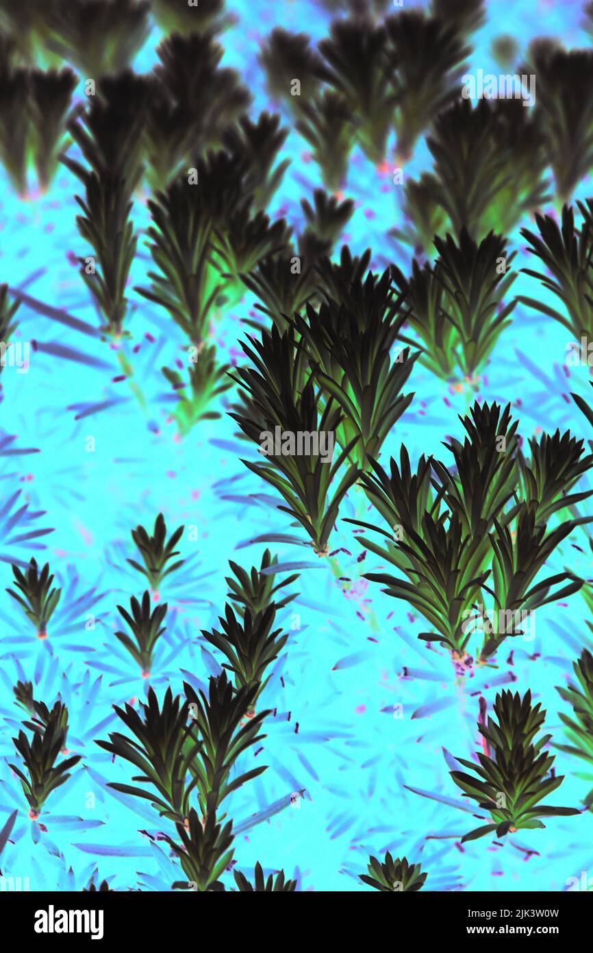 Gorgeous new growth pine needles on a conifer tree branch in a bright ...