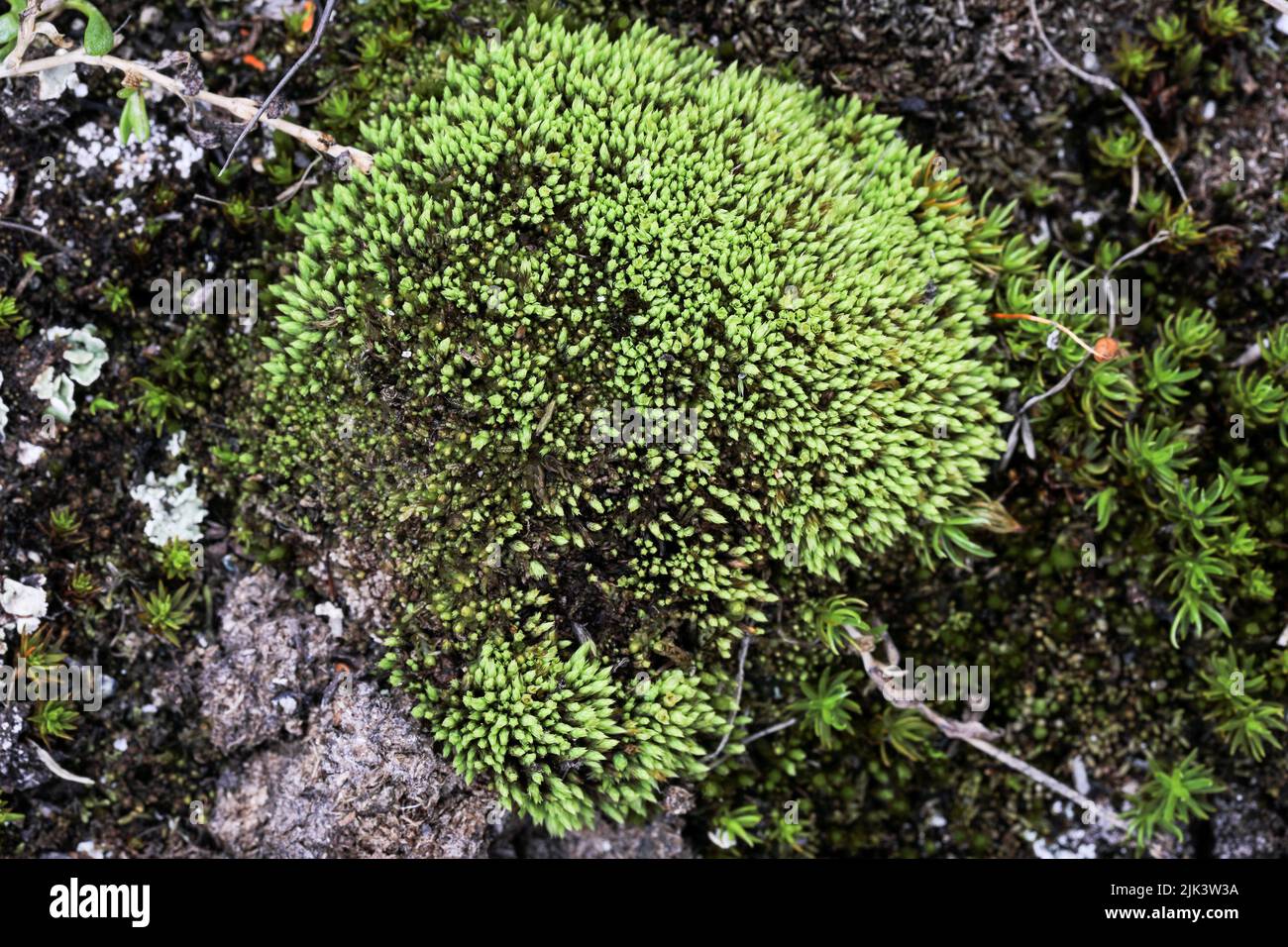 Cushion moss hi-res stock photography and images - Alamy