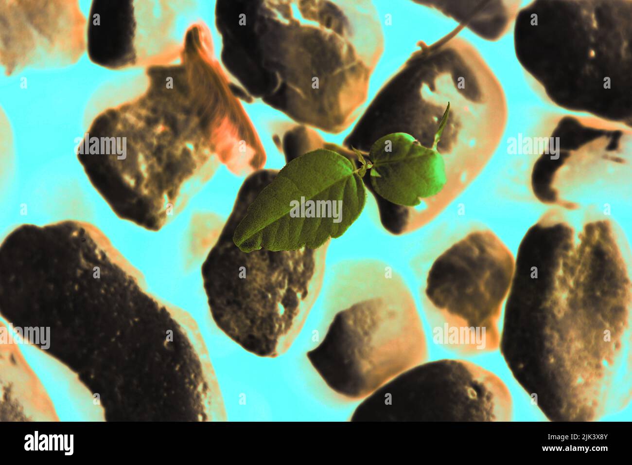 Brand new super cute baby tree sapling growing among the rocks and ...