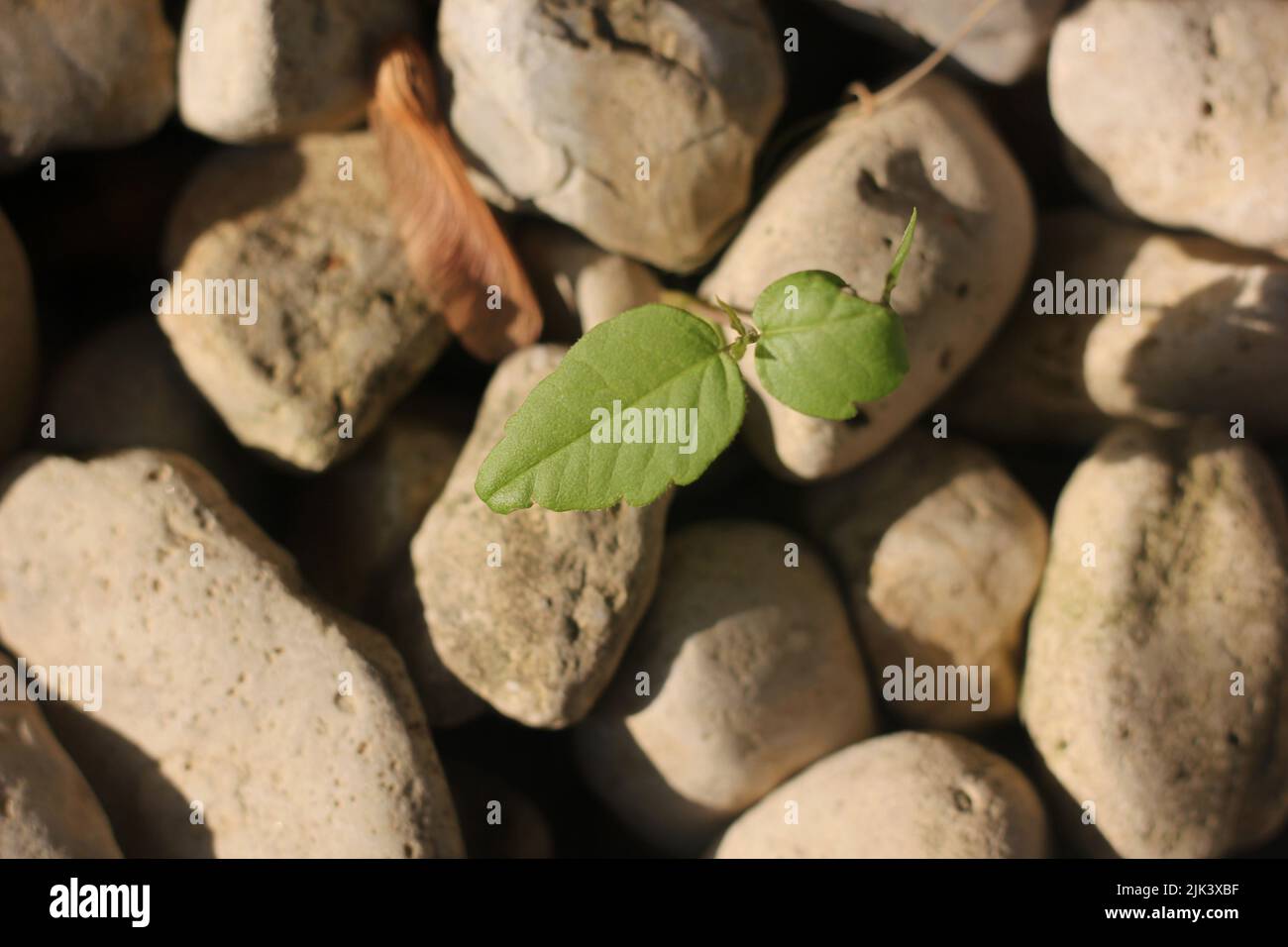 Brand new super cute baby tree sapling growing among the rocks and ...
