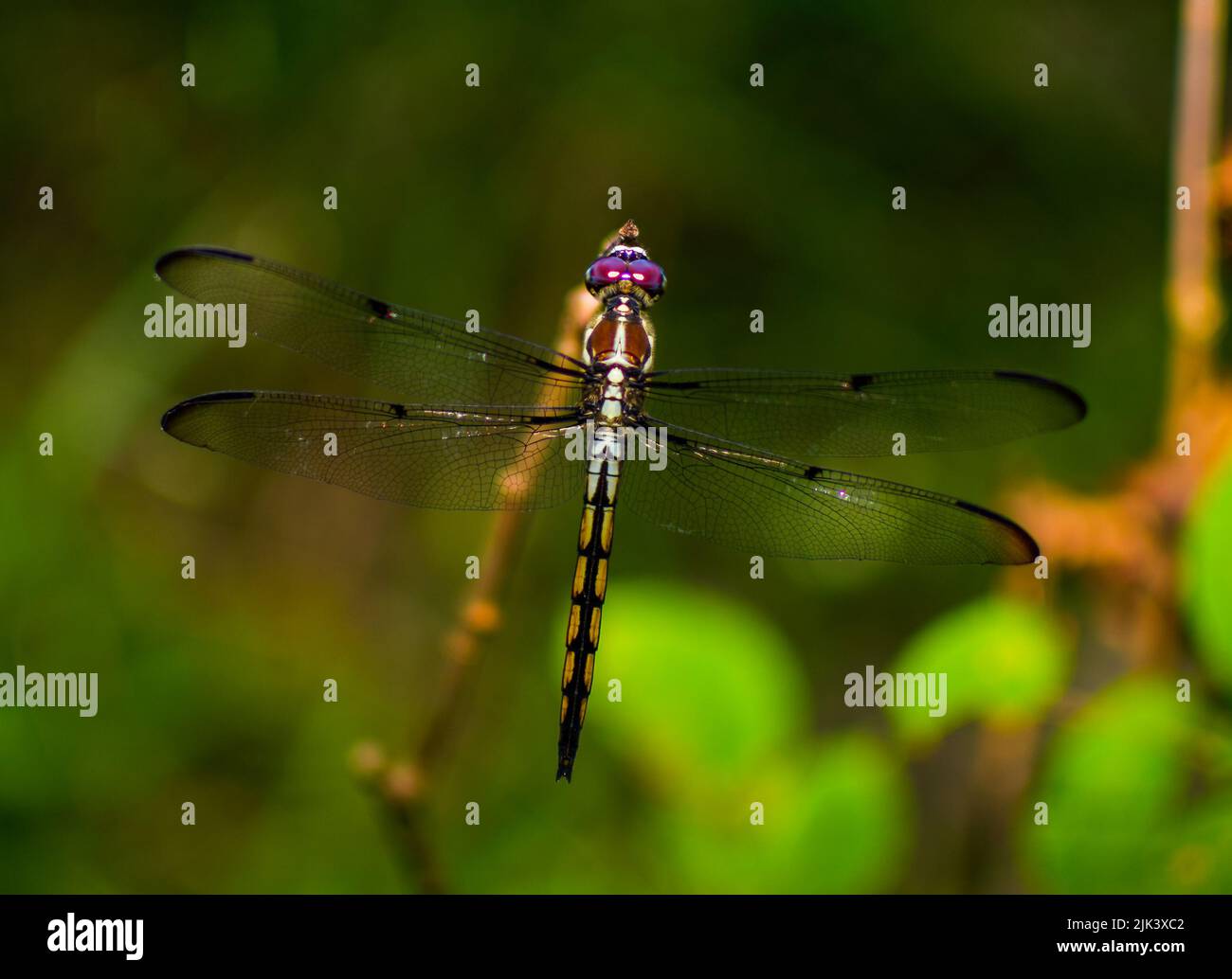 Female skimmer hi-res stock photography and images - Alamy
