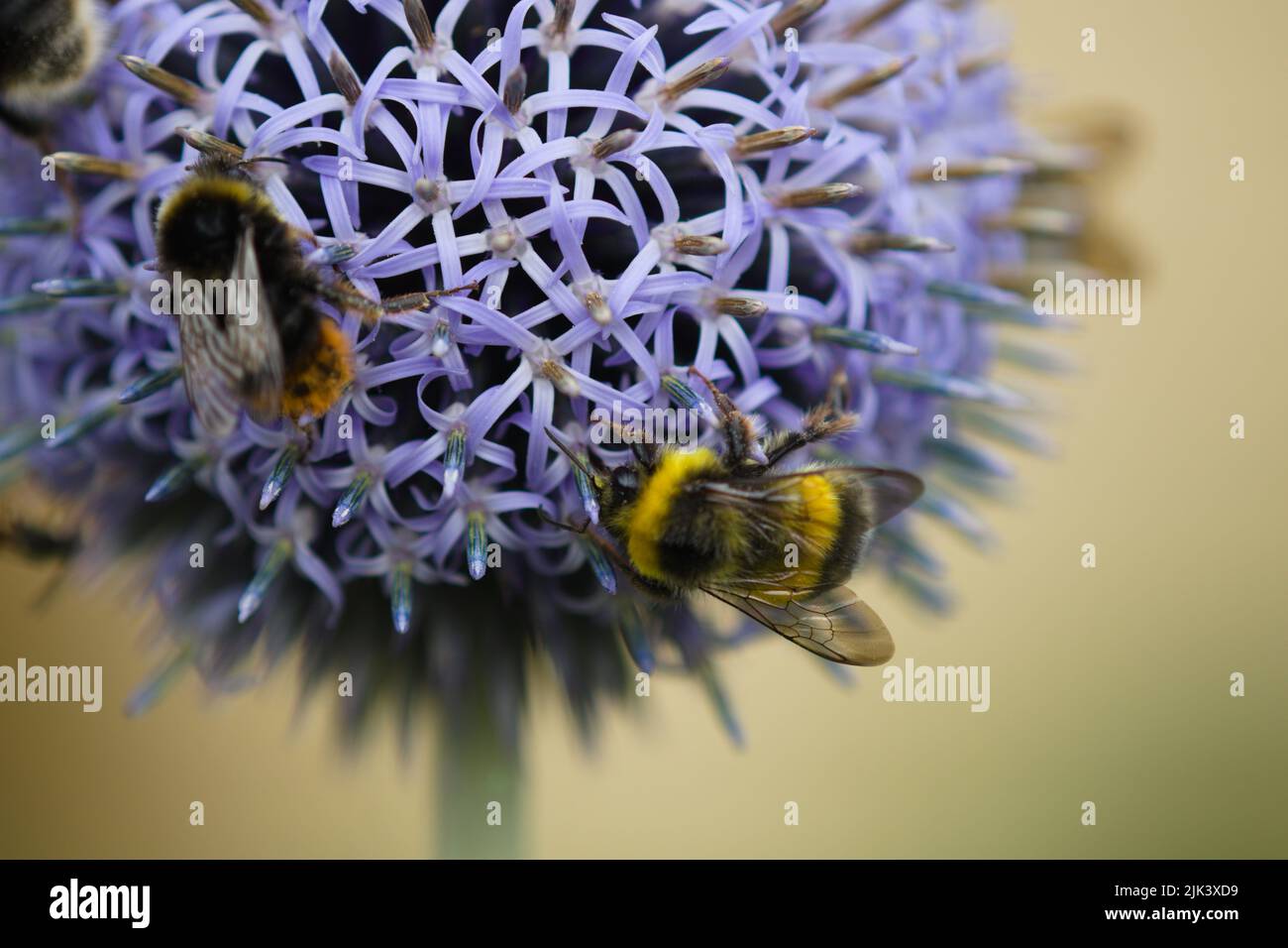 Female bumblebee on blue echinops flower Stock Photo - Alamy