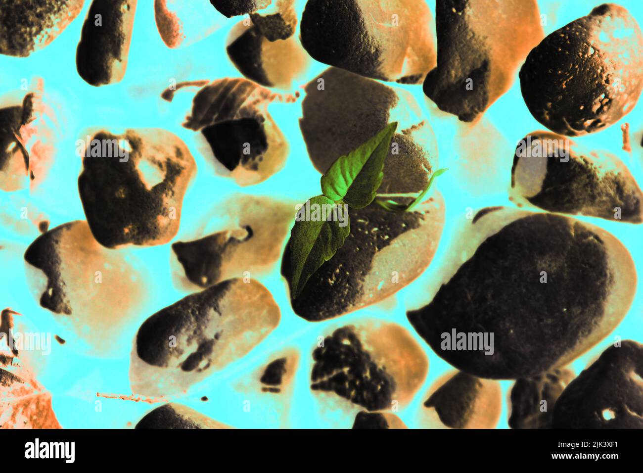 Brand new super cute baby tree sapling growing among the rocks and ...